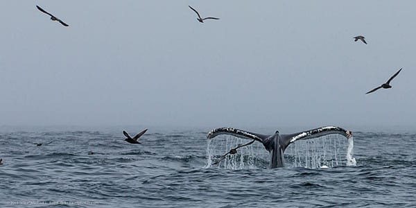 Understanding animal propulsion – PC News