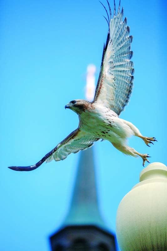 A wing and a prayer – PC News