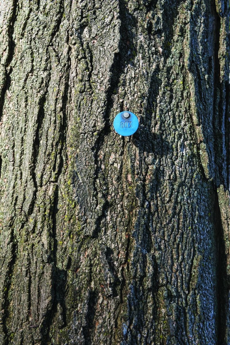 Places that inspire: We have 1,480 trees (and we know their names) – PC ...